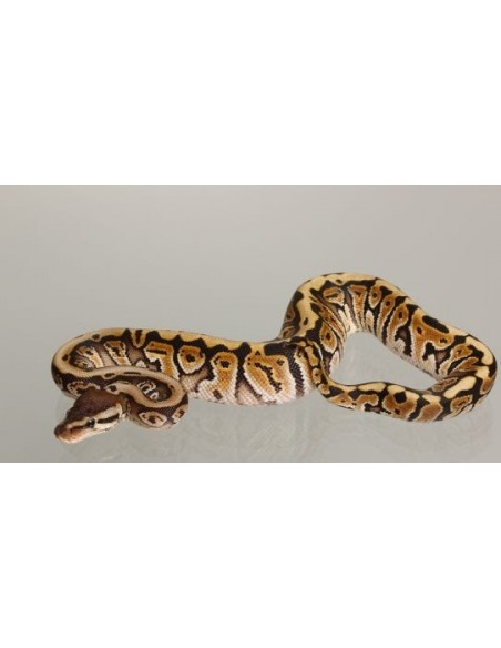 Python Regius Mojave Woma Ball Python 0 1