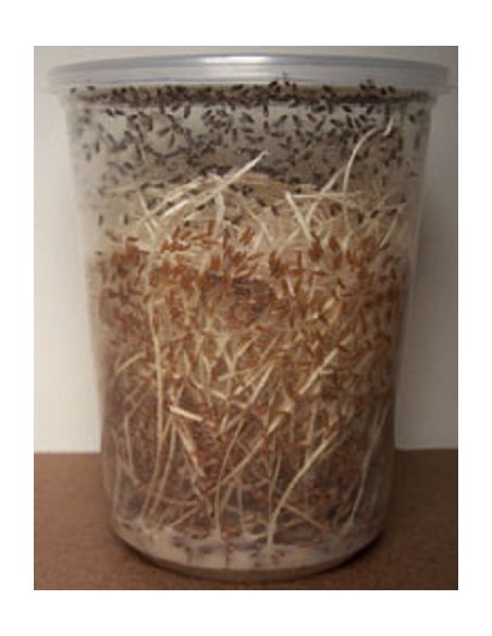 Drosophila Culture (fruit fly) 1 Box