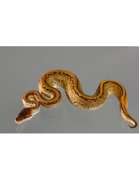Python Regius Black Head Pinstripe Ball Python (0.1)