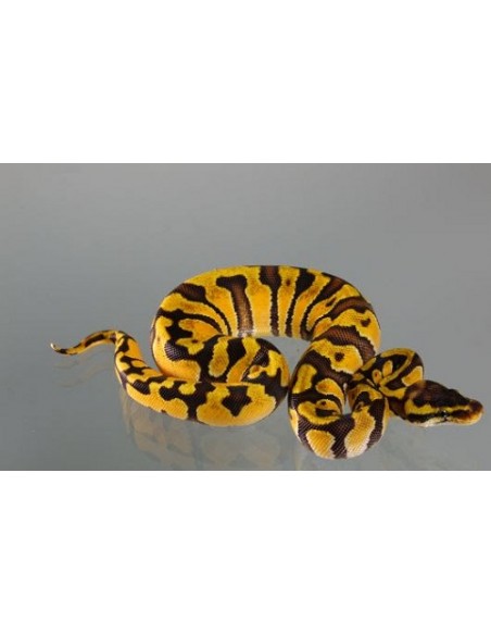 Python Regius Creme Enchi Pastel Ball Python (1.0)