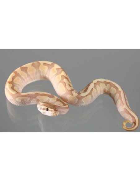 Python Regius Creme-Fire-Lesser Ball Python Male (1.0)