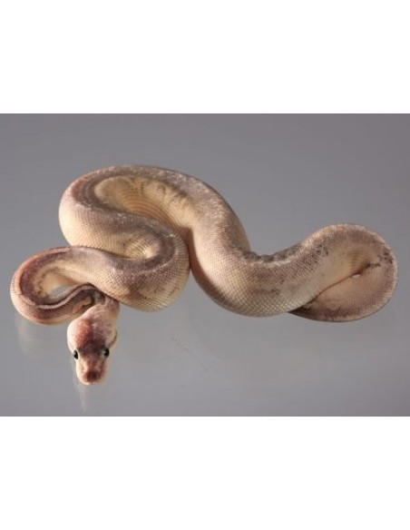 Python Regius Super Cinnamon-Pastel Ball Python Female (0.1)