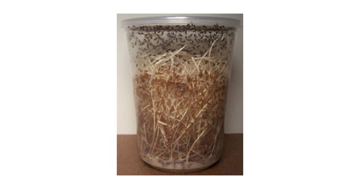 Drosophila Culture (fruit fly) 1 Box