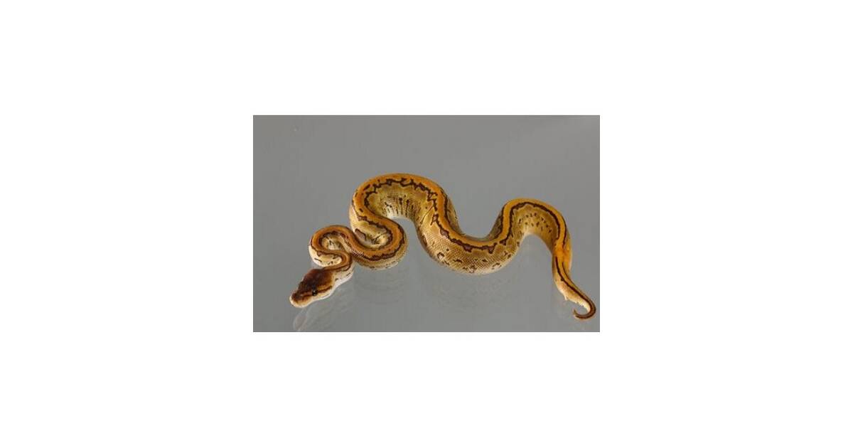 Python Regius Black Head Pinstripe Ball Python (0.1)