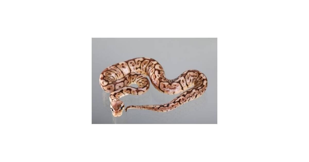 Python Regius Cinnamon-Fire-Granit Ball Python (0.1)