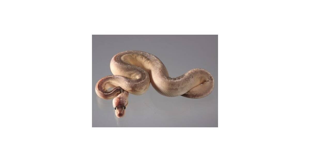 Python Regius Super Cinnamon-Pastel Ball Python Female (0.1)