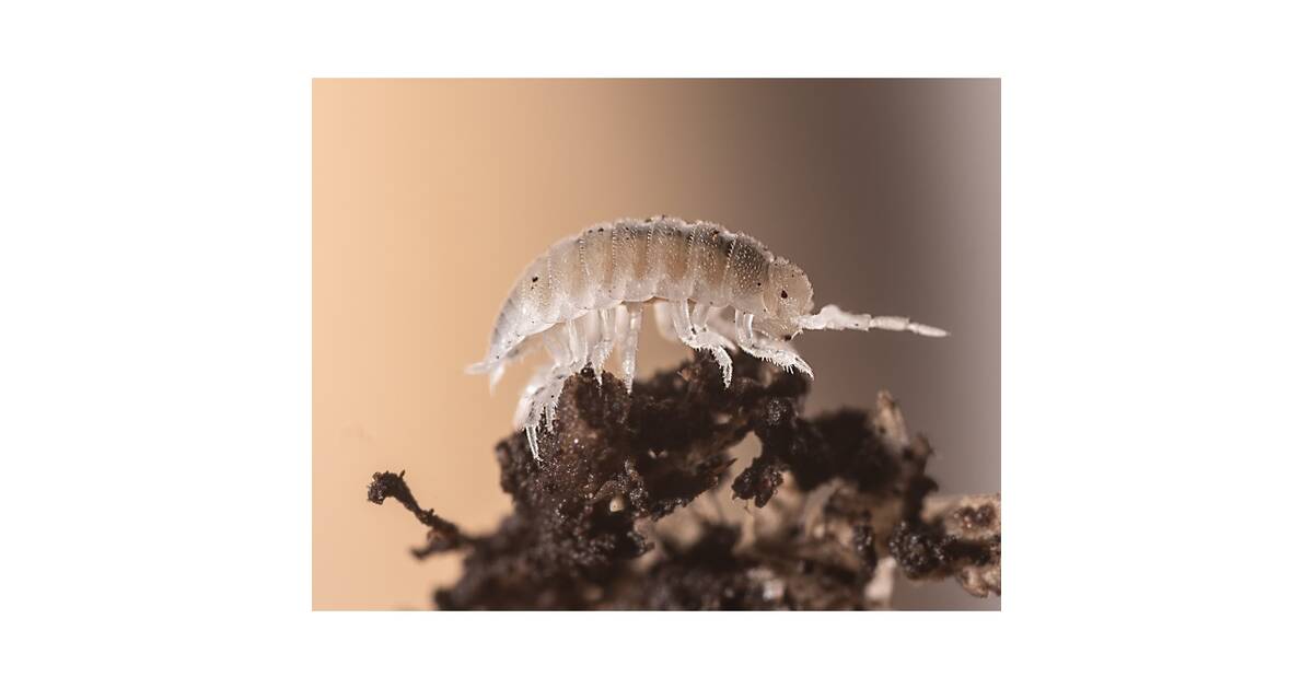 White Dwarf Isopods (Box)