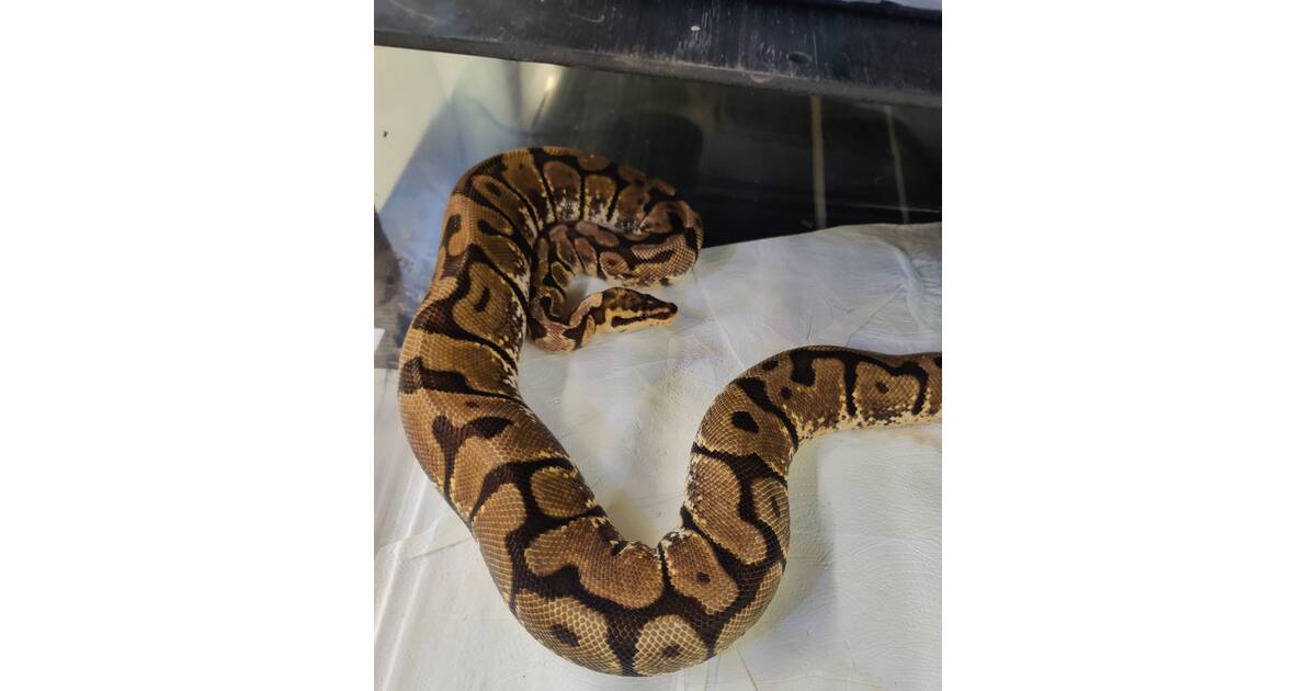 Python Regius Cinnamon-Fire-Granit Ball Python (0.1) μόνο με 370.00