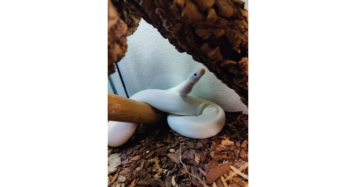 Python Regius BLEL( Black Eyed Lucy)Super Fire Ball Python Female (0.1) μόνο με 1200.00