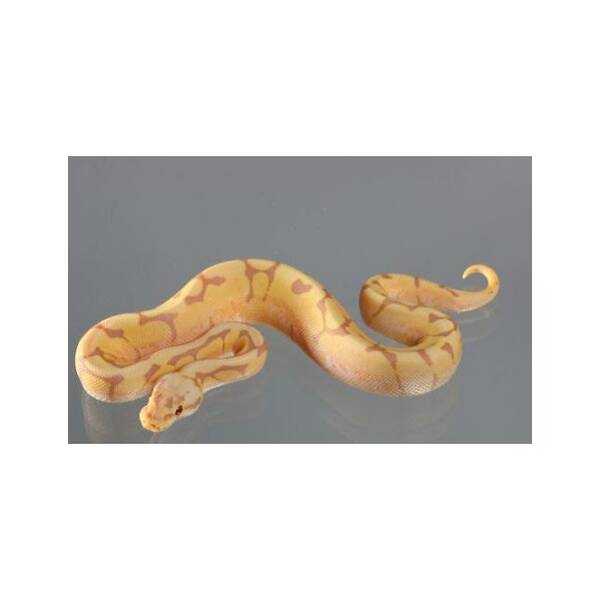 Python Regius Coral Glow (Banana) Ultramel Spider (Red Eyes) Female (0.1)